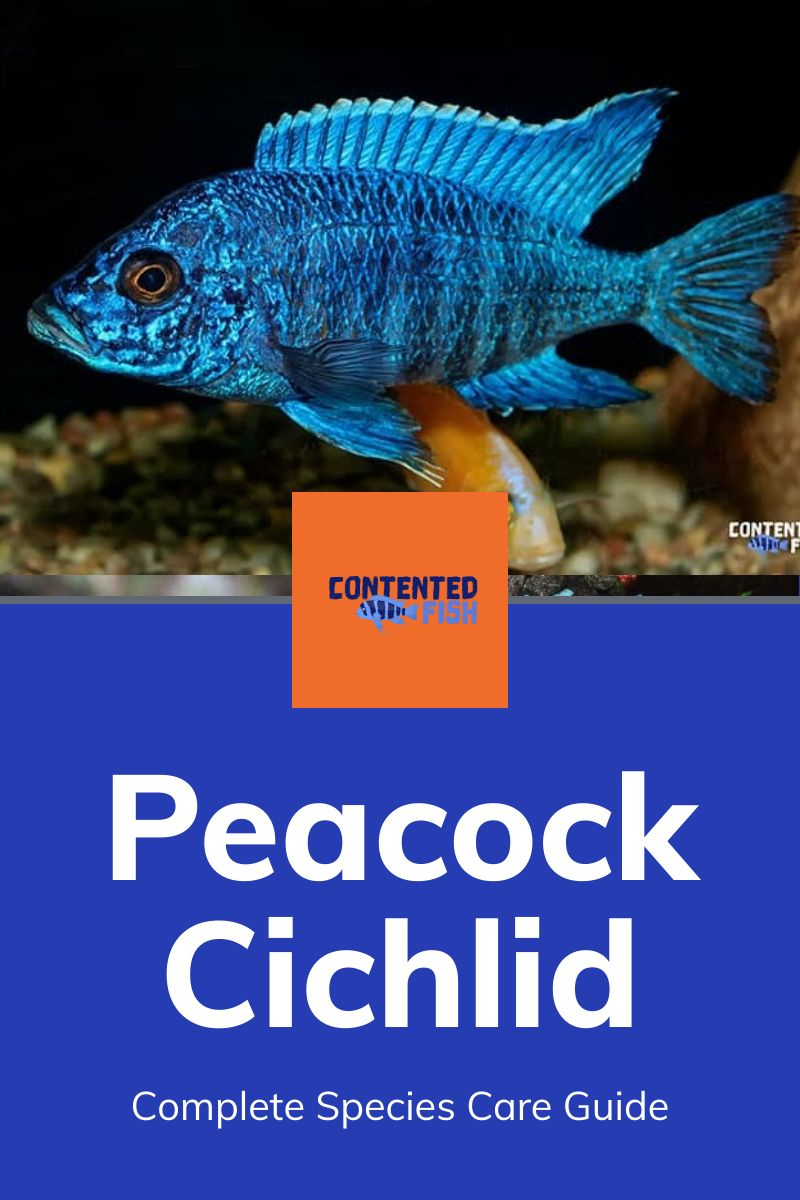 Peacock Cichlid (Aulonocara nyassae) Species Guide