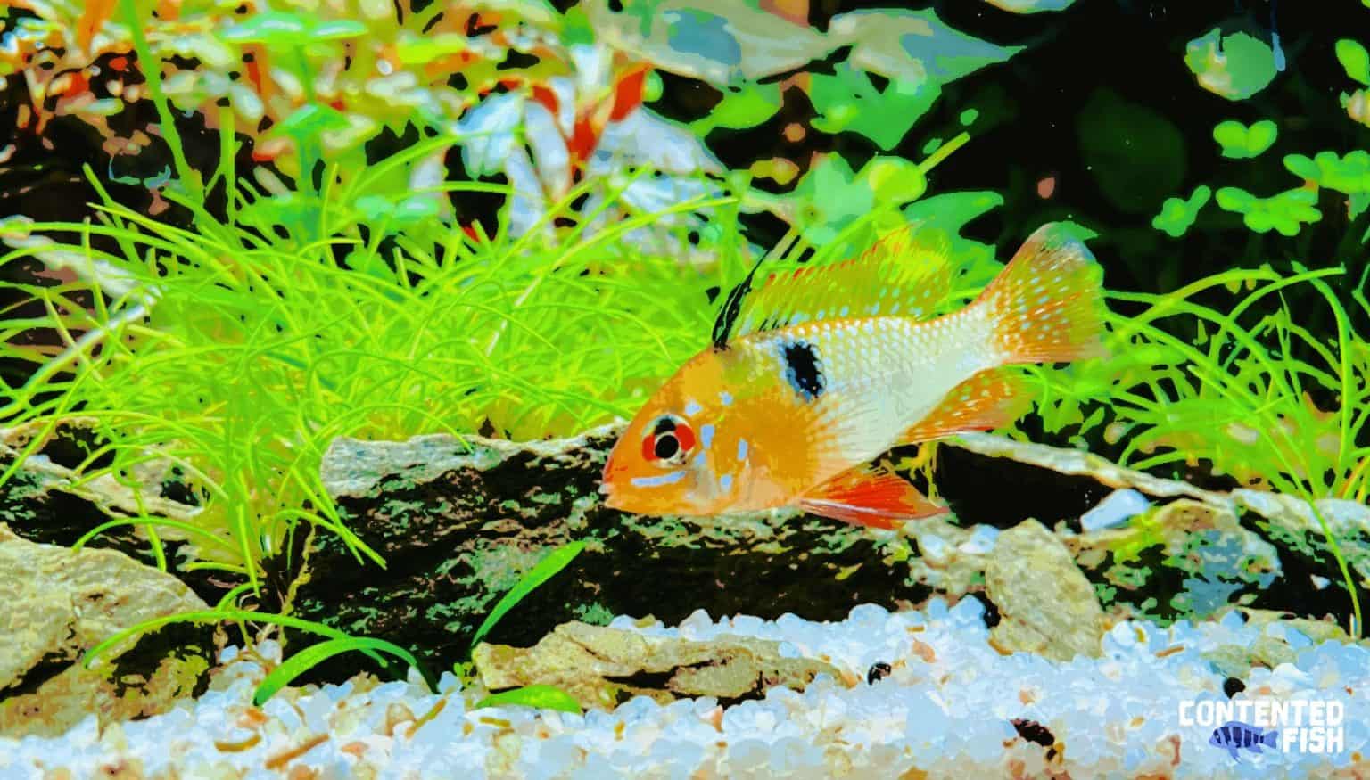 Ram Cichlid (Mikrogeophagus ramirezi) Species Guide