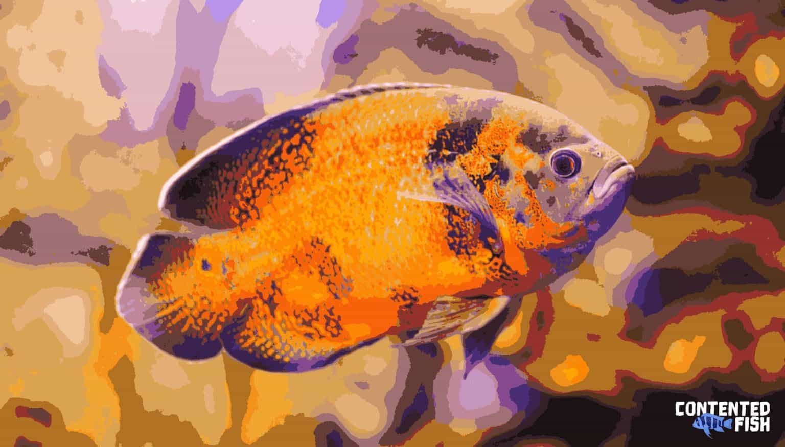 Oscar Cichlid (Astronotus ocellatus) Species Guide