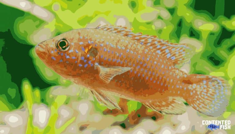 Jewel Cichlid (Hemichromis bimaculatus) Species Guide