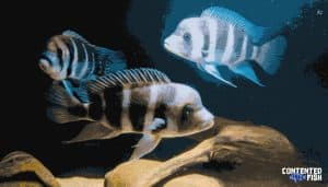 Frontosa Cichlid (Cyphotilapia frontosa) Species Guide